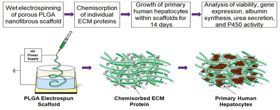 Surface Modification Progress for PLGA-Based Cell Scaffolds