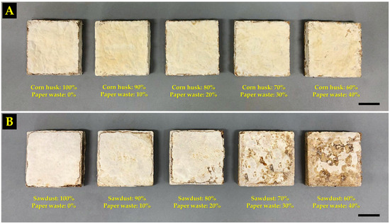 Improving the Physical and Mechanical Properties of Mycelium-Based ...