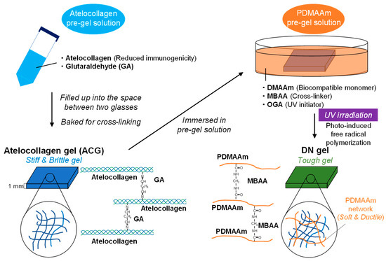 The Toughness-Enhanced Atelocollagen Double-Network Gel for Biomaterials