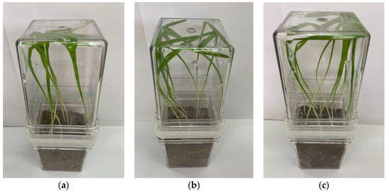 Biopolymers as Seed-Coating Agent to Enhance Microbially Induced ...