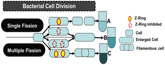 Polymers | Free Full-Text | Manipulating Microbial Cell Morphology for ...