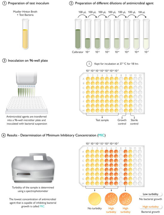 On Antimicrobial Polymers: Development, Mechanism of Action ...