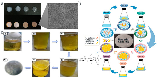Delivery of Probiotics with Cellulose-Based Films and Their Food ...