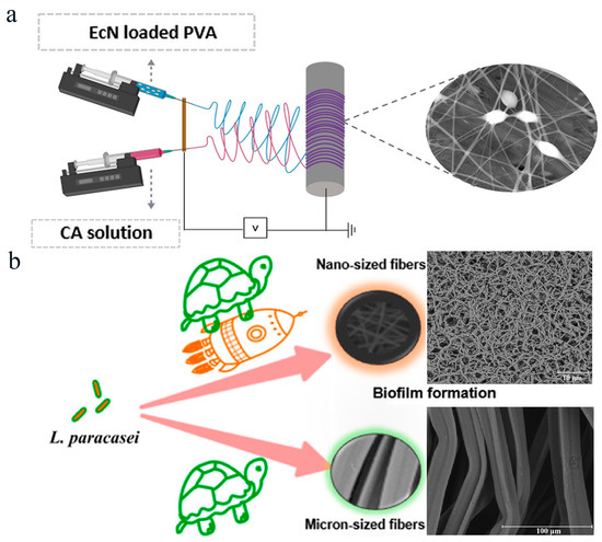 Delivery of Probiotics with Cellulose-Based Films and Their Food ...