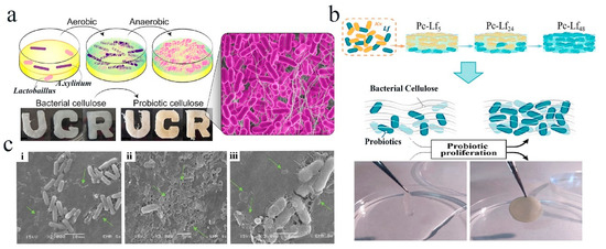 Delivery of Probiotics with Cellulose-Based Films and Their Food ...
