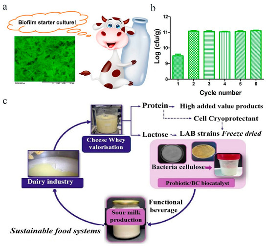 Delivery of Probiotics with Cellulose-Based Films and Their Food ...
