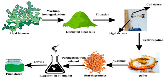 Macroalgae Bioplastics: A Sustainable Shift to Mitigate the Ecological ...