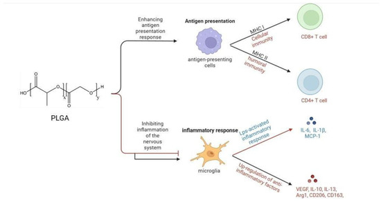 Application of PLGA in Tumor Immunotherapy