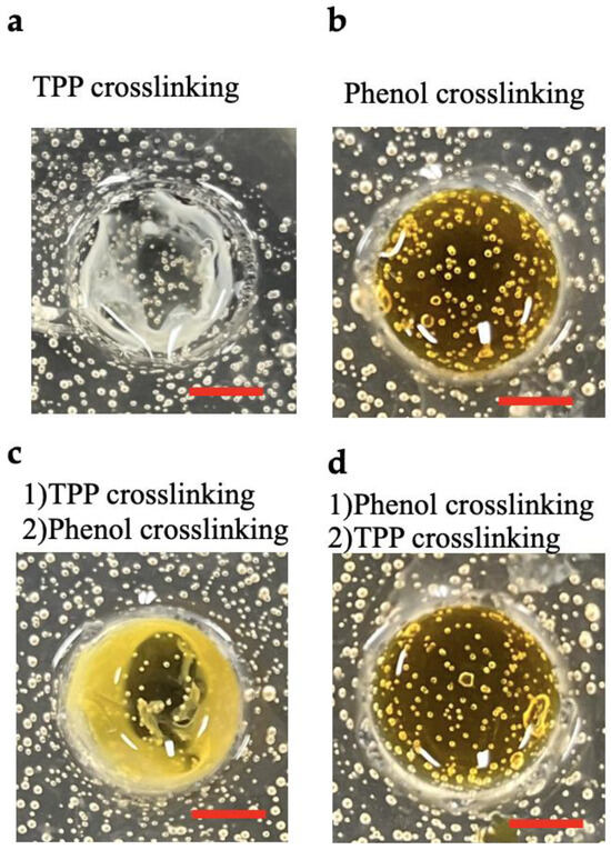 Characterization of Chitosan Hydrogels Obtained through Phenol and ...