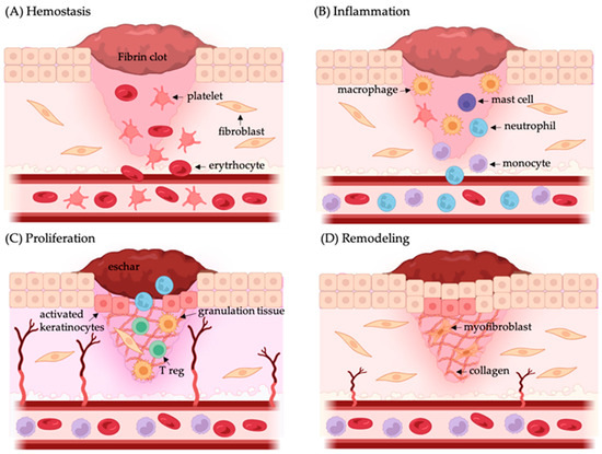 Progress in Wound-Healing Products Based on Natural Compounds, Stem ...