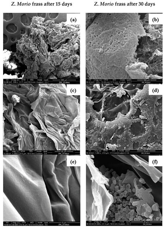 Biodegradation of Polystyrene by Plastic-Eating Tenebrionidae Larvae