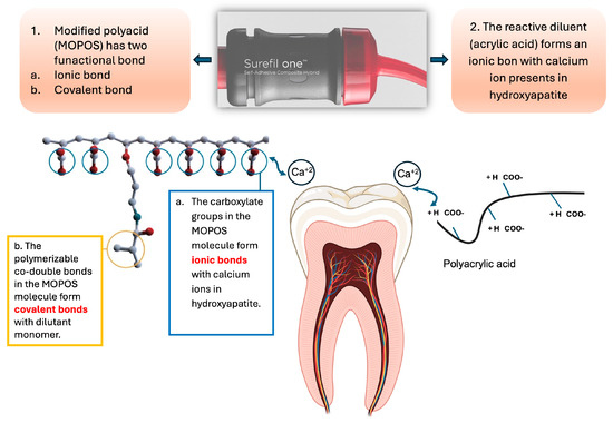 Assessment of the Micro-Tensile Bond Strength of a Novel Bioactive ...