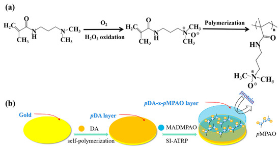 Polymers | Free Full-Text | Bioinspired Dopamine and N-Oxide-Based Zwitterionic Polymer Brushes ...