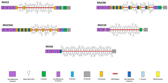 Polymers | Free Full-Text | The MUC2 Gene Product: Polymerisation and ...