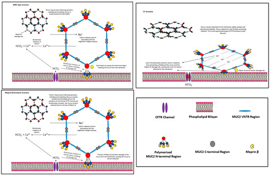 The MUC2 Gene Product: Polymerisation and Post-Secretory Organisation ...