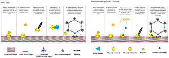 The MUC2 Gene Product: Polymerisation and Post-Secretory Organisation ...