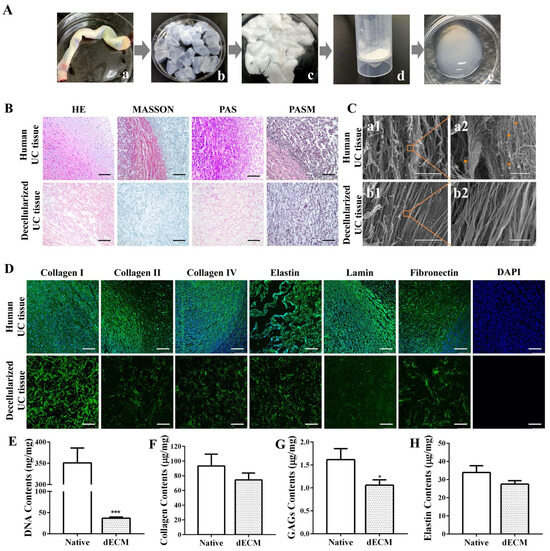 The Development of a 3D PET Fibrous Scaffold Modified with an Umbilical ...