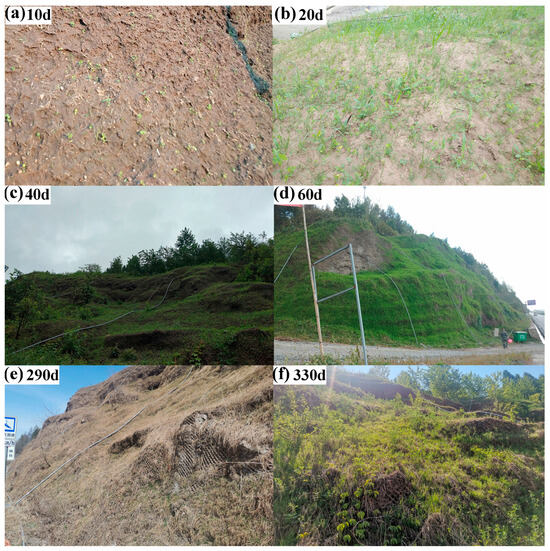 Application of New Polymer Soil Amendment in Ecological Restoration of ...