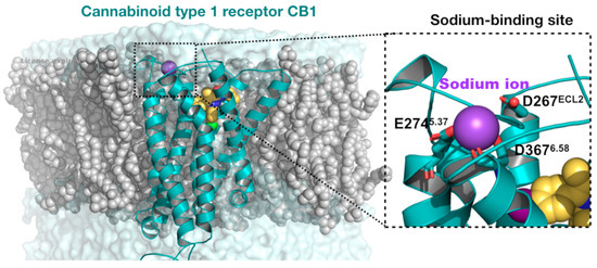 Polymers | Free Full-Text | Molecular Dynamic Simulations for Biopolymers with Biomedical ...