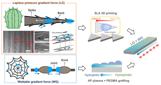 Polymers | Free Full-Text | Effective Unidirectional Wetting of Liquids ...