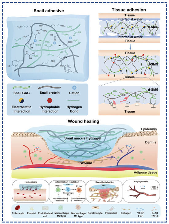 Principles and Design of Bionic Hydrogel Adhesives for Skin Wound Treatment