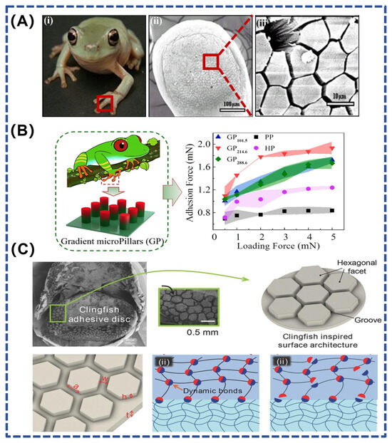 Principles and Design of Bionic Hydrogel Adhesives for Skin Wound Treatment