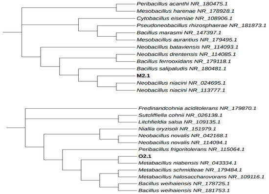 Microbial Biosynthesis of Medium-Chain-Length Polyhydroxyalkanoate (mcl ...