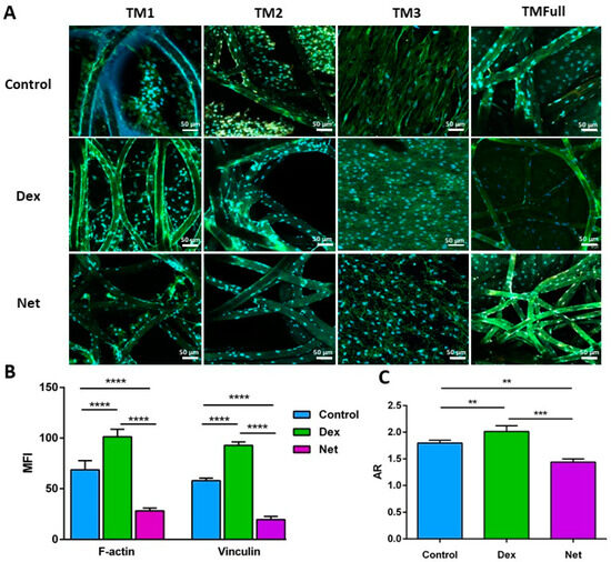 Artificial Trabecular Meshwork Structure Combining Melt Electrowriting ...