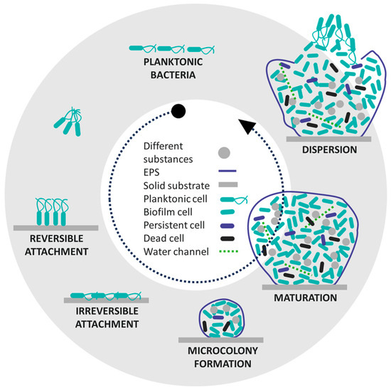 Bacterial Adhesion to Natural and Synthetic Fibre-Forming Polymers ...