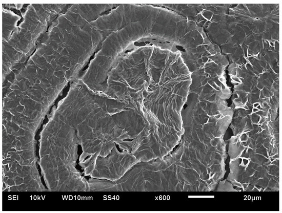 Transcrystalline Mechanism of Banded Spherulites Development in Melt ...