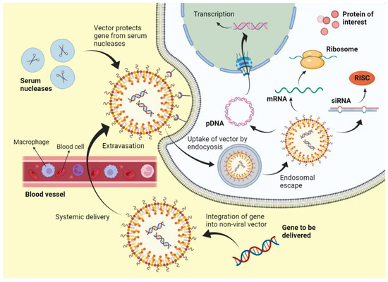 Polymers as Efficient Non-Viral Gene Delivery Vectors: The Role of the ...