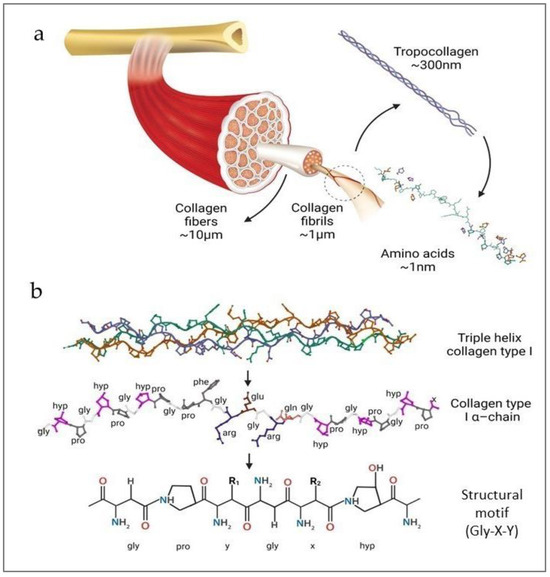 Collagen and Its Derivatives Serving Biomedical Purposes: A Review