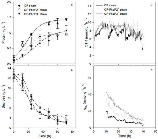 The Absence of Phasins PhbP2 and PhbP3 in Azotobacter vinelandii ...