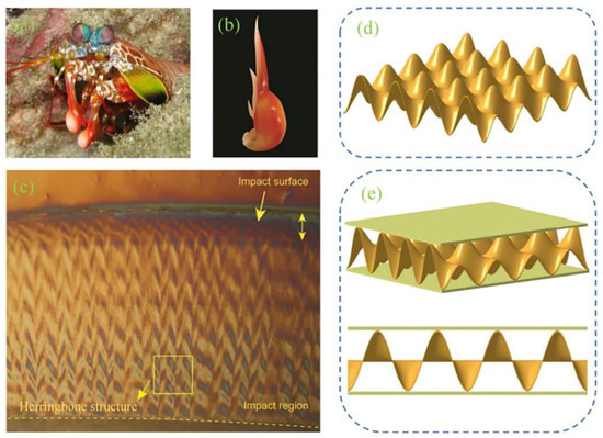 A Review of the Biomimetic Structural Design of Sandwich Composite ...