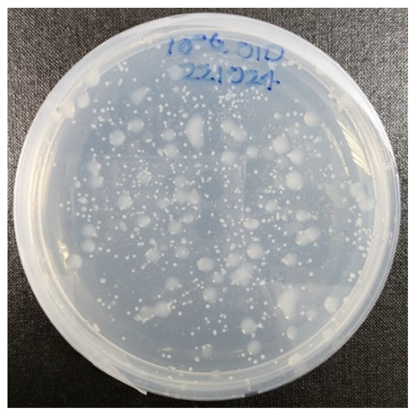 Enhanced Rheological and Structural Properties of the Exopolysaccharide ...