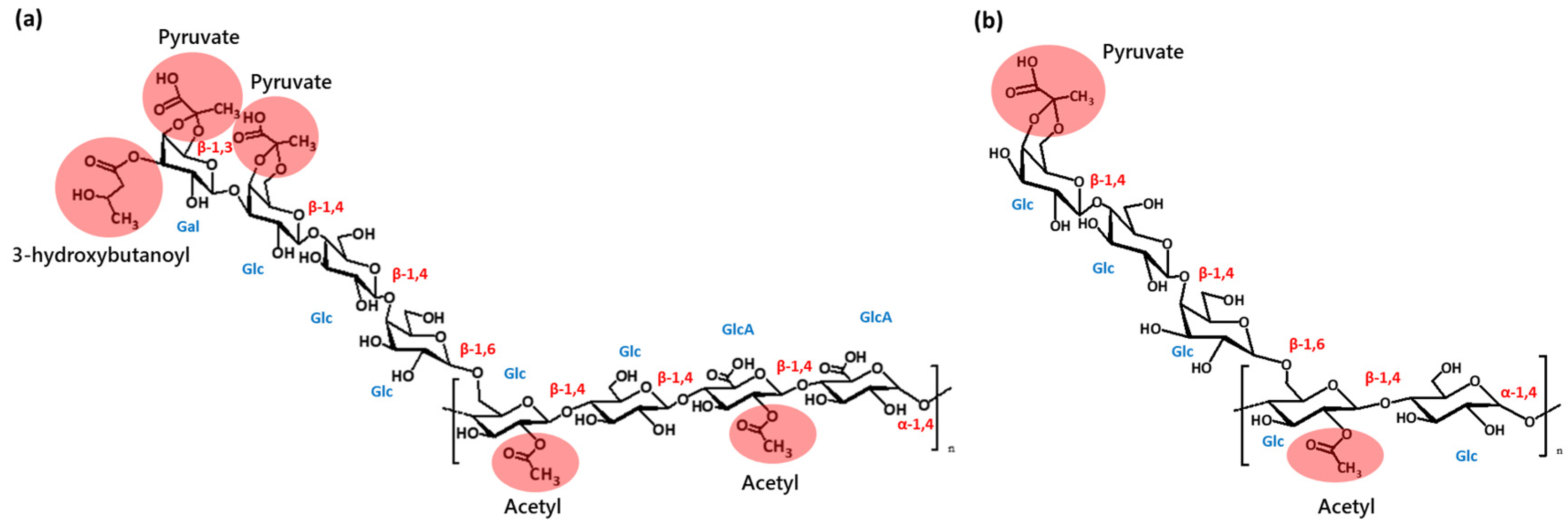 Enhanced Rheological and Structural Properties of the Exopolysaccharide ...