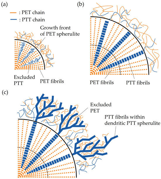Double Spherulite Formation via Two-Step Crystallization in PTT/PET Blends