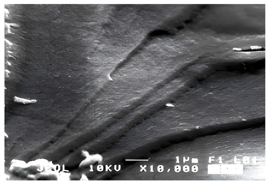 Influence of Kazakhstan’s Shungites on the Physical–Mechanical ...