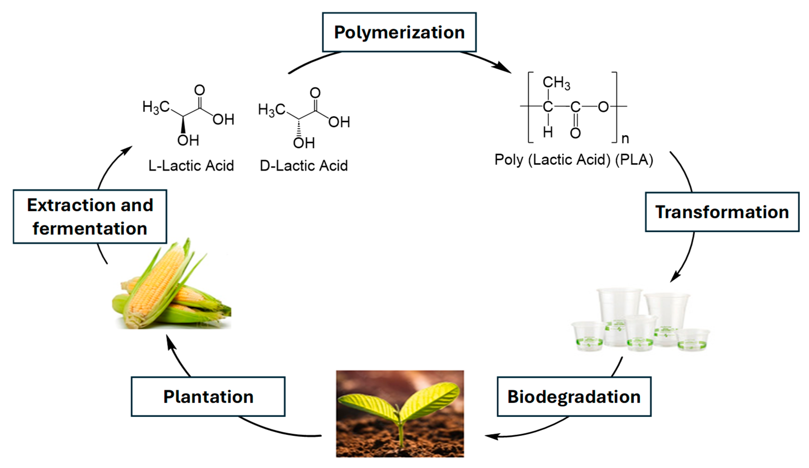 Biocomposites and Poly(lactic acid) in Active Packaging: A Review of ...