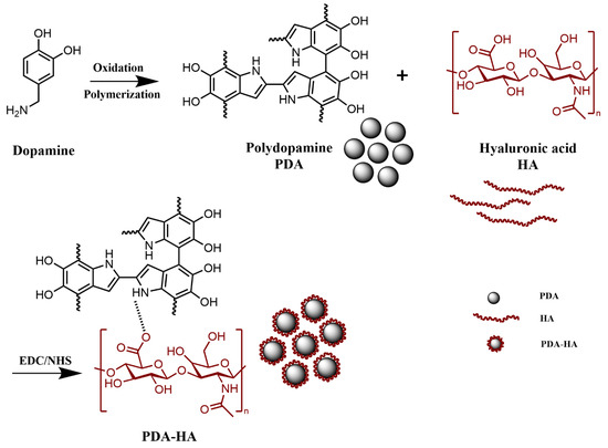 Development and Characterization of Hyaluronic Acid Graft-Modified ...