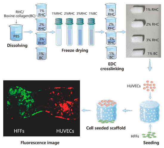 Development of Recombinant Human Collagen-Based Porous Scaffolds for ...
