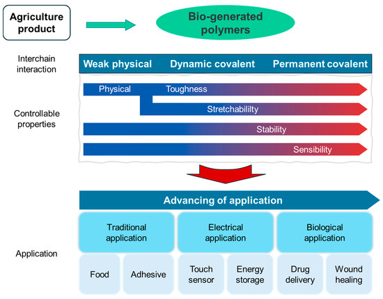 Dynamic Bonds in Biopolymers: Enhancing Performance and Properties