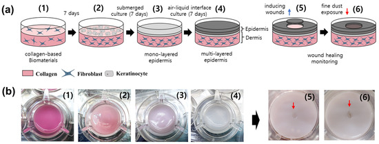 Wound Healing in Human Skin Equivalents Reconstructed with Biopolymers ...