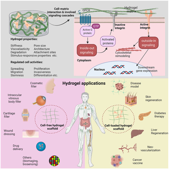 pH-Responsive Hydrogels: Recent Advances in Pharmaceutical Applications