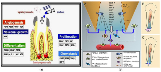 Regenerative Endodontic Therapies: Harnessing Stem Cells, Scaffolds ...