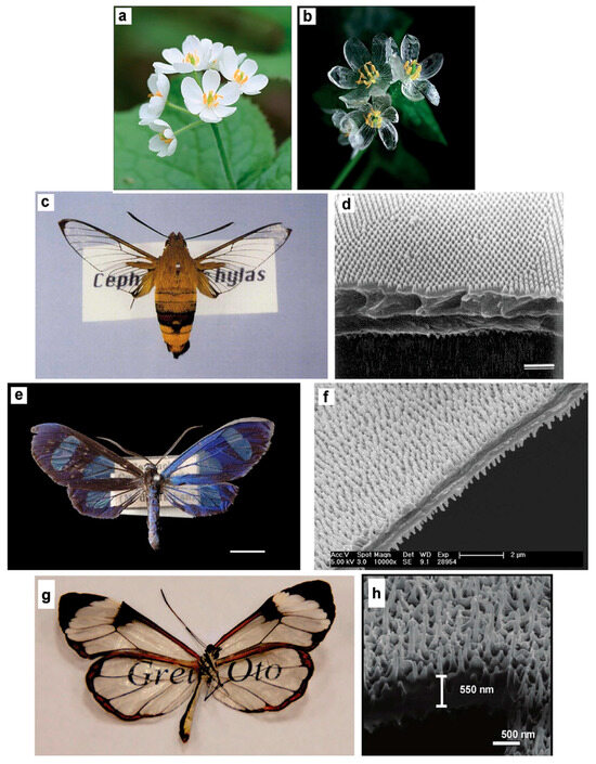 Toward the Optimization of the Optical Behavior of Transparent Wood ...