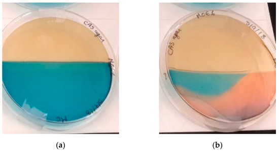 Bioremediation Potential of Streptomyces sp. MOE6 for Toxic Metals and Oil