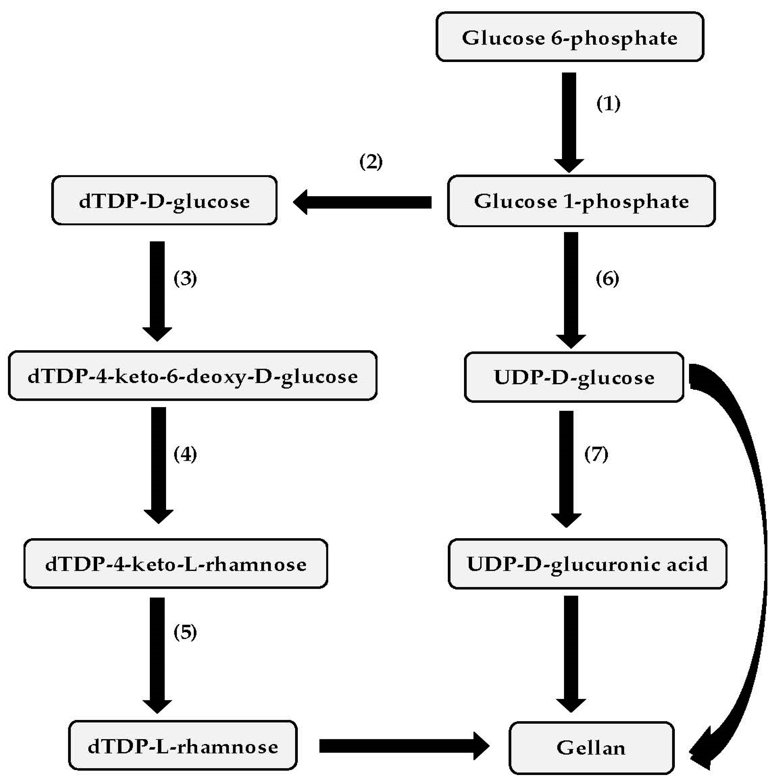 Synthesis of the Microbial Polysaccharide Gellan from Dairy and Plant ...