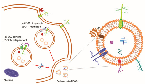 From Exosome Glycobiology to Exosome Glycotechnology, the Role of ...