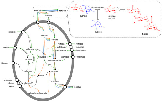 Dextran: Sources, Structures, and Properties